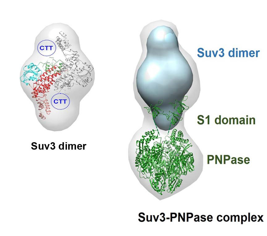 中央研究院 分子生物研究所